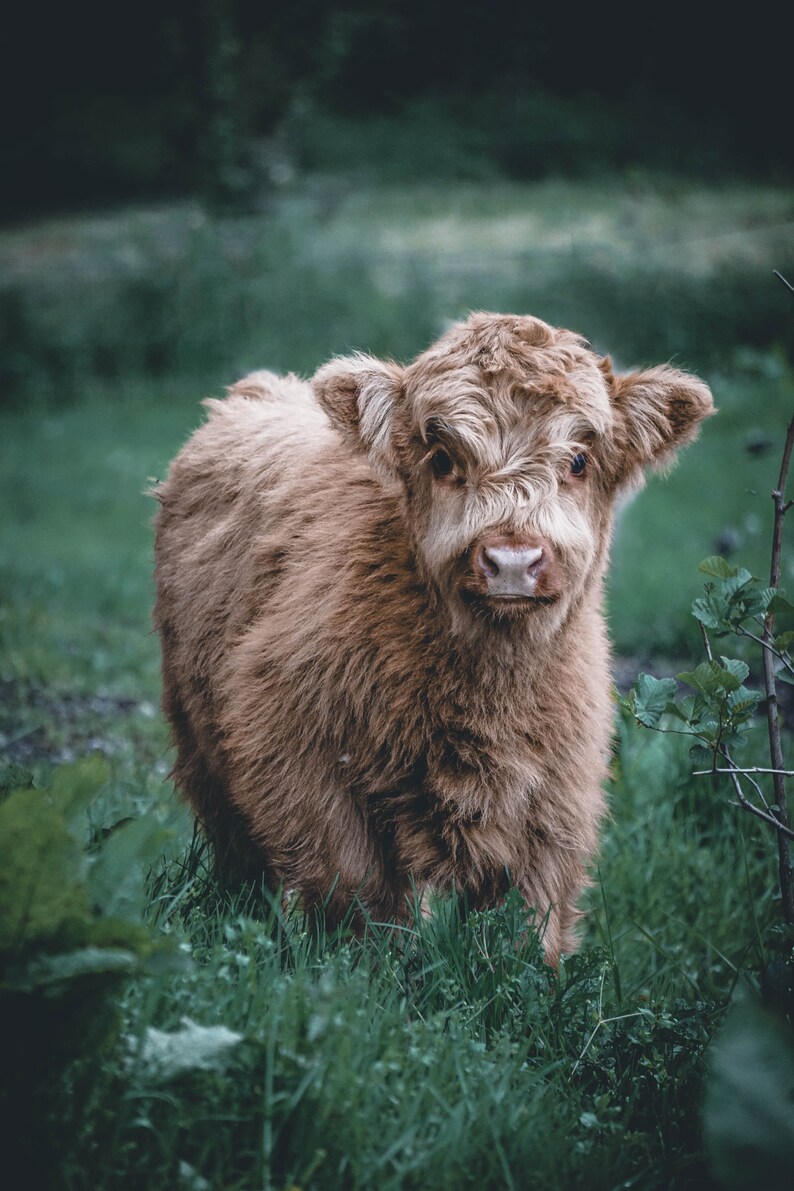 Schottisches Hochlandrind - Highland Cow Kalb - Poster - Etsy.de
