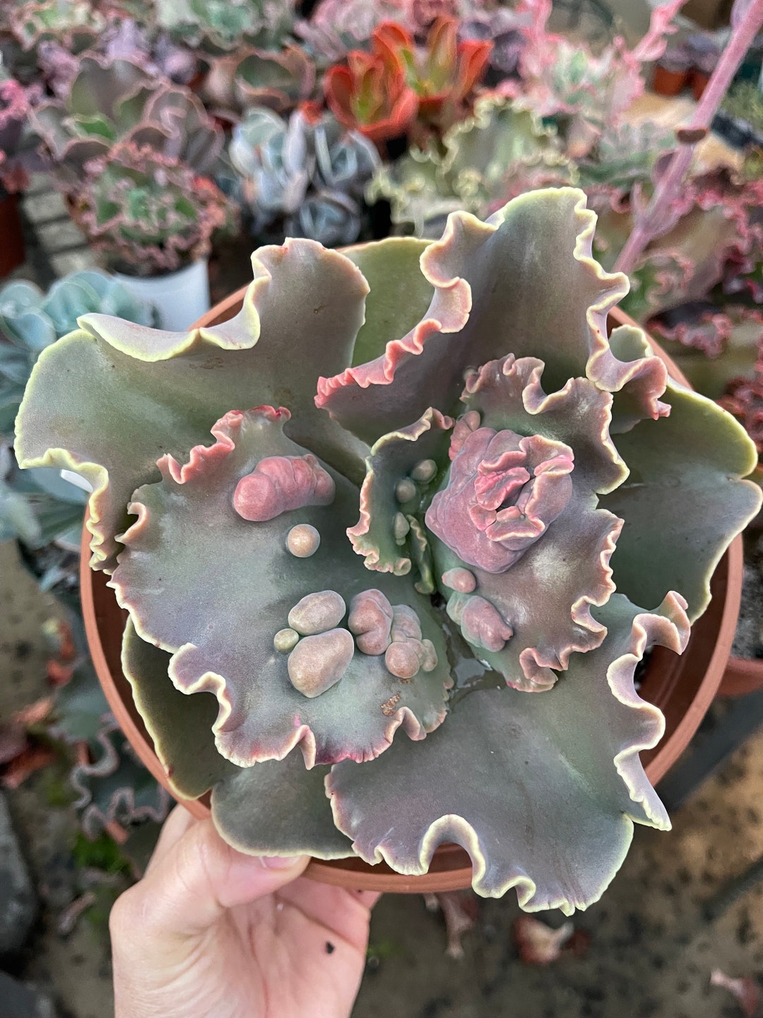 Echeveria Emperor Rare Very Healthy Plant - Etsy
