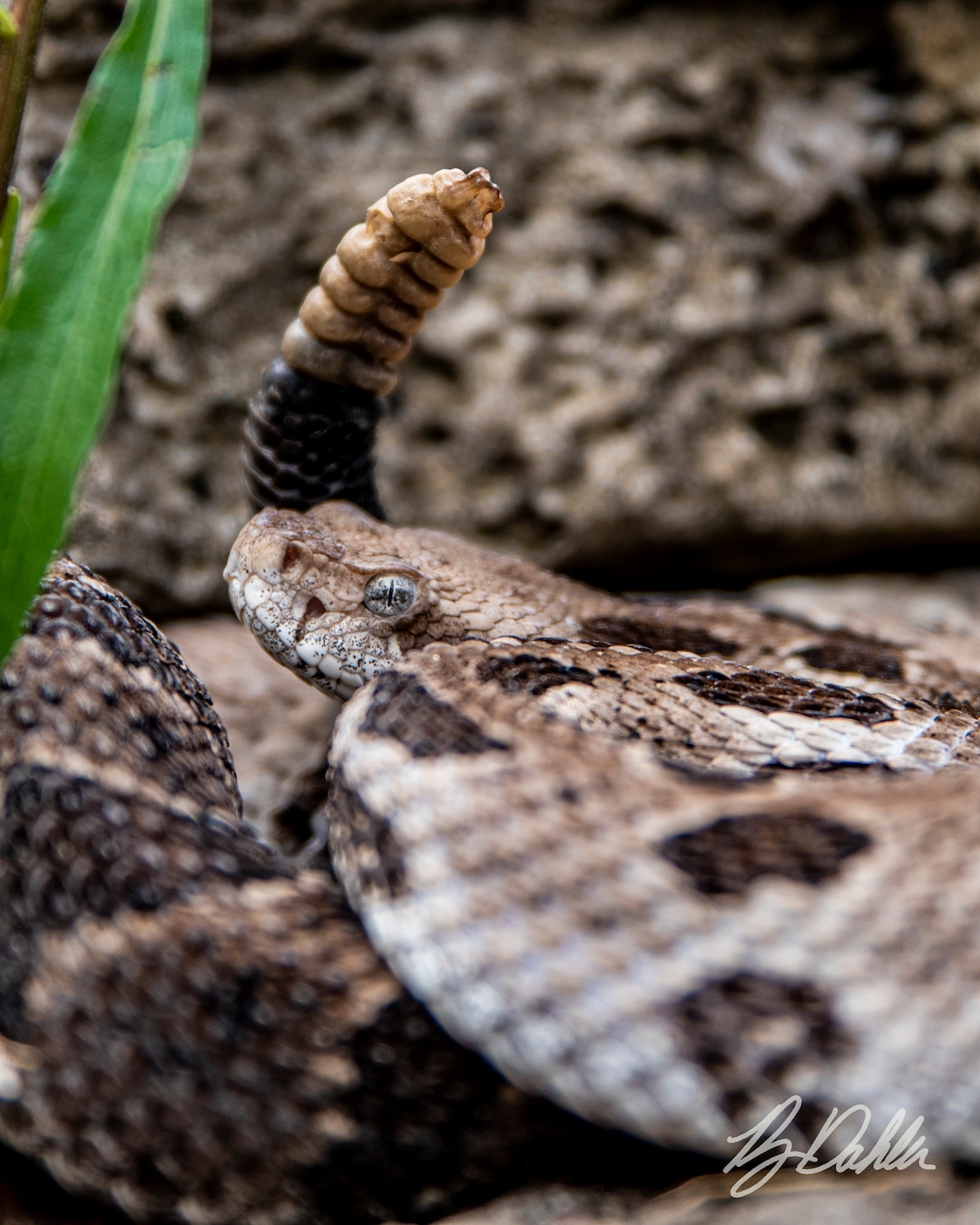 Juvenile Timber Rattlesnake - Etsy