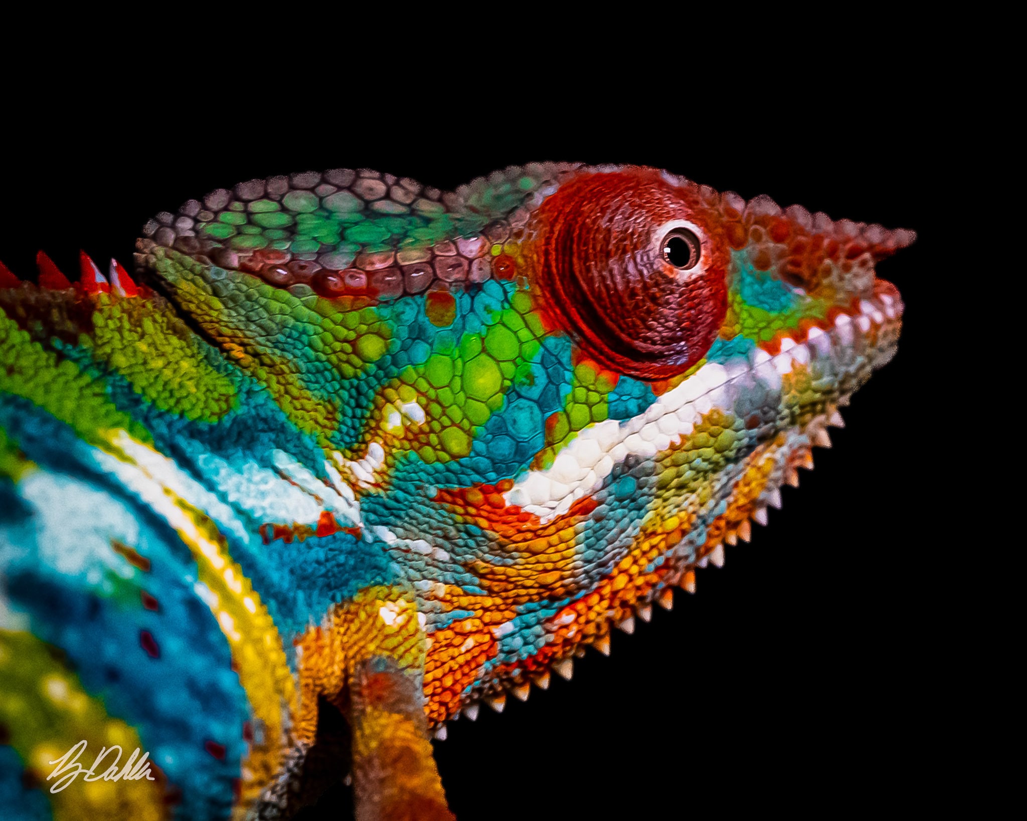 Panther Chameleon Drawing