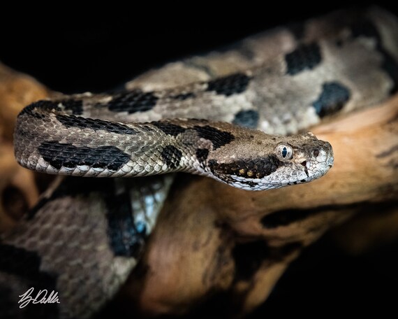 Timber Rattlesnake Print - Etsy