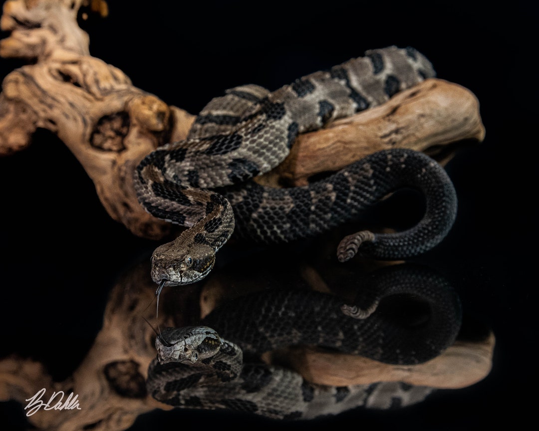 Timber Rattlesnake on Acrylic Print - Etsy