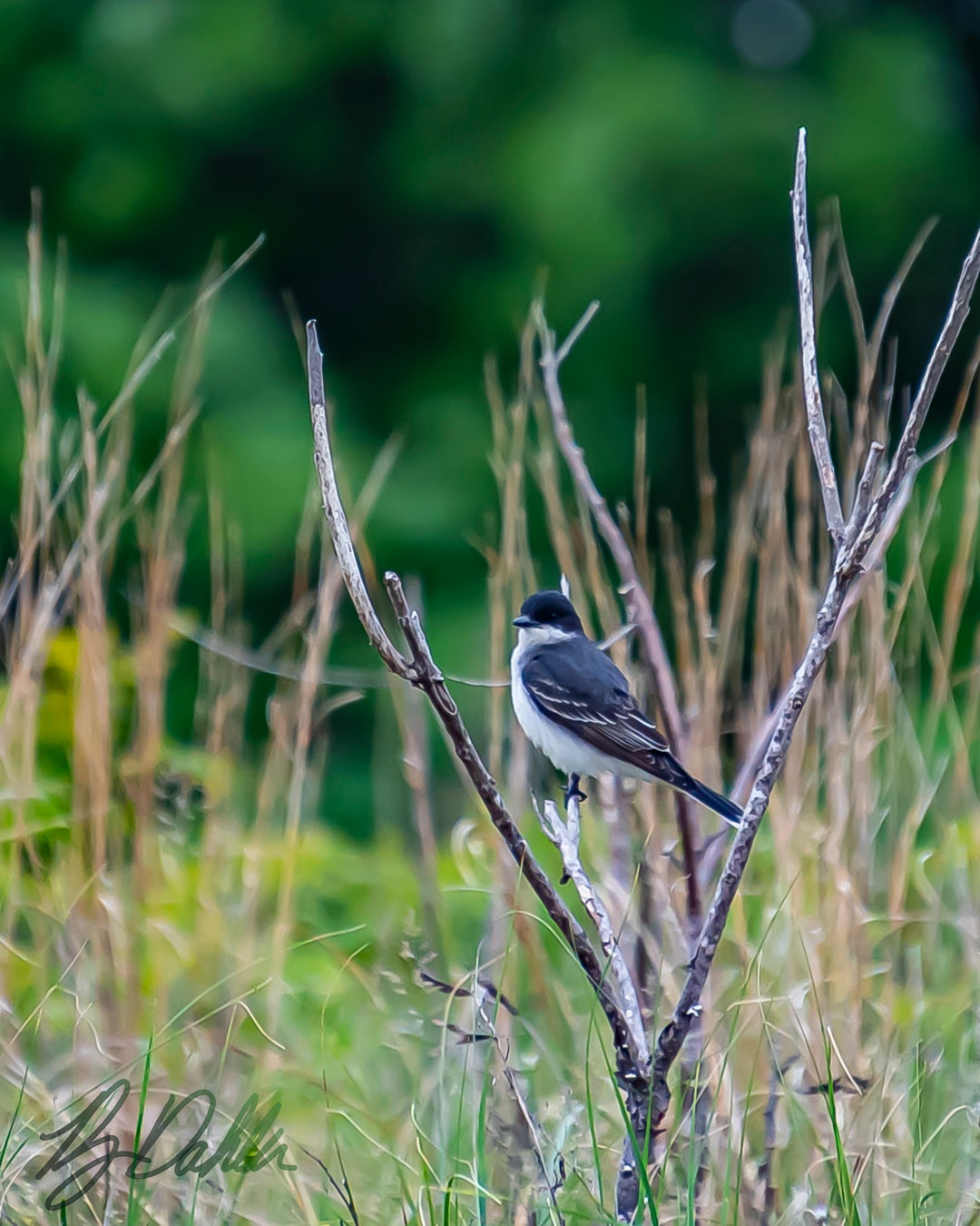 Eastern Kingbird Side Profile - Etsy
