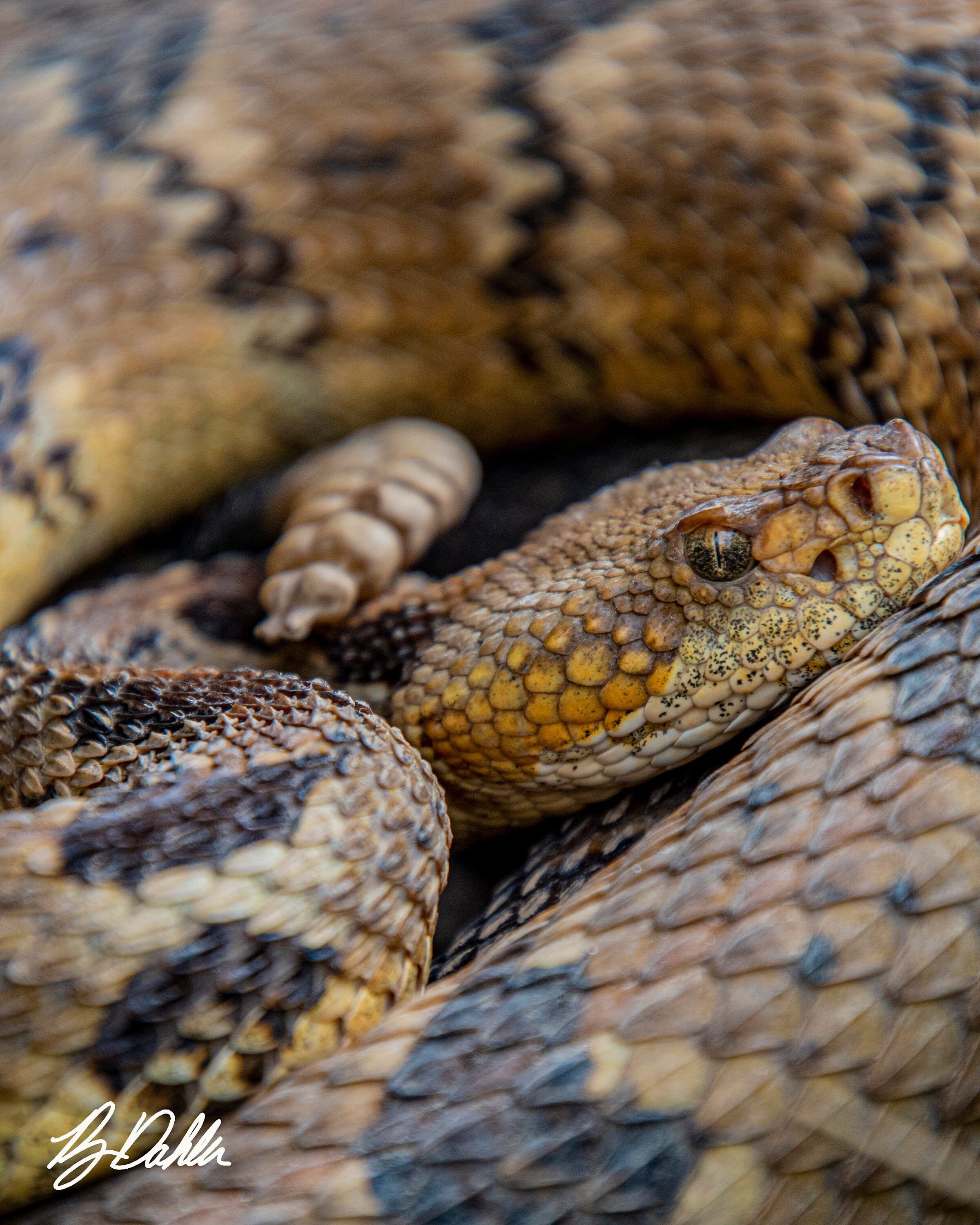 Timber Rattlesnake - Etsy