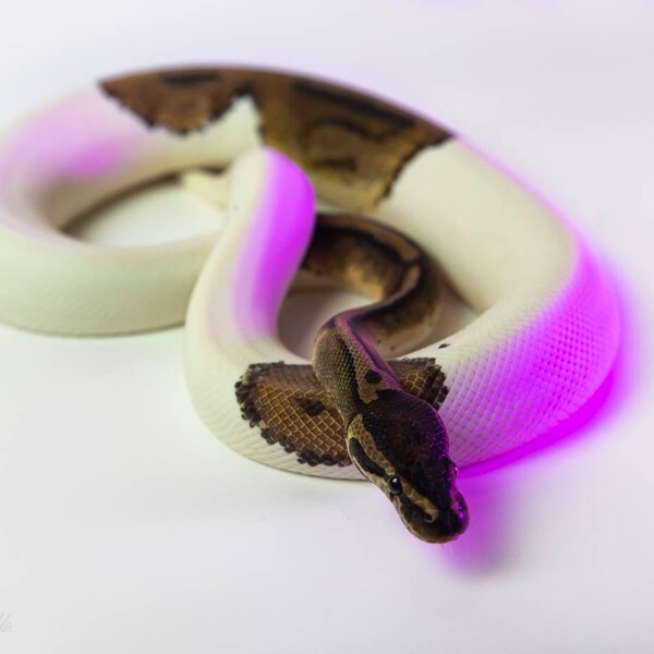 Ball Python - Etsy
