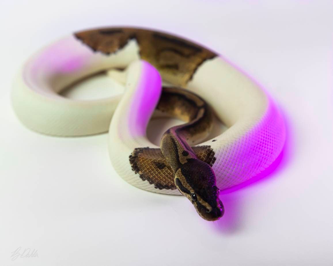 Piebald Ball Python Print - Etsy