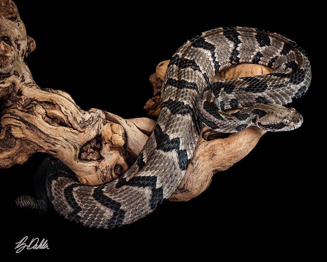 Timber Rattlesnake Overhead Print - Etsy