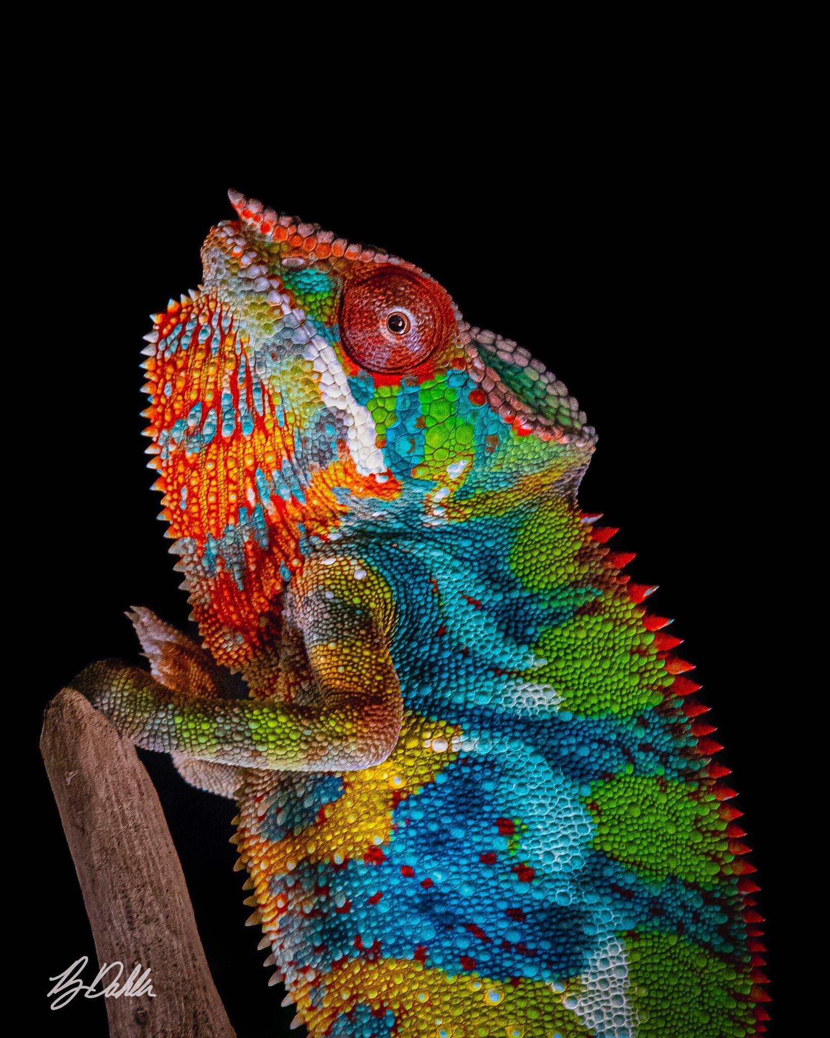 Panther Chameleon Drawing