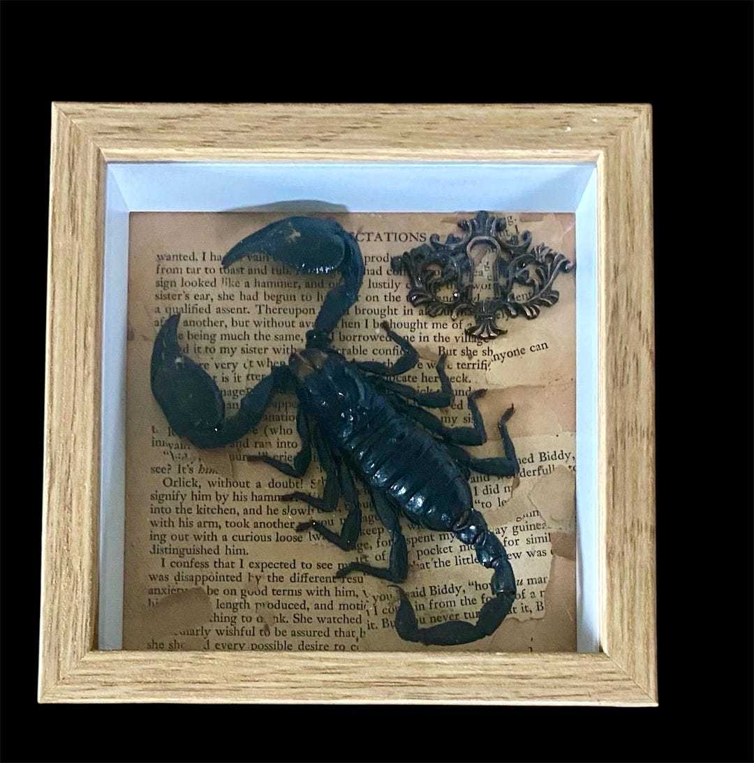 Antique Frame With Real Preserved Scorpion - Etsy