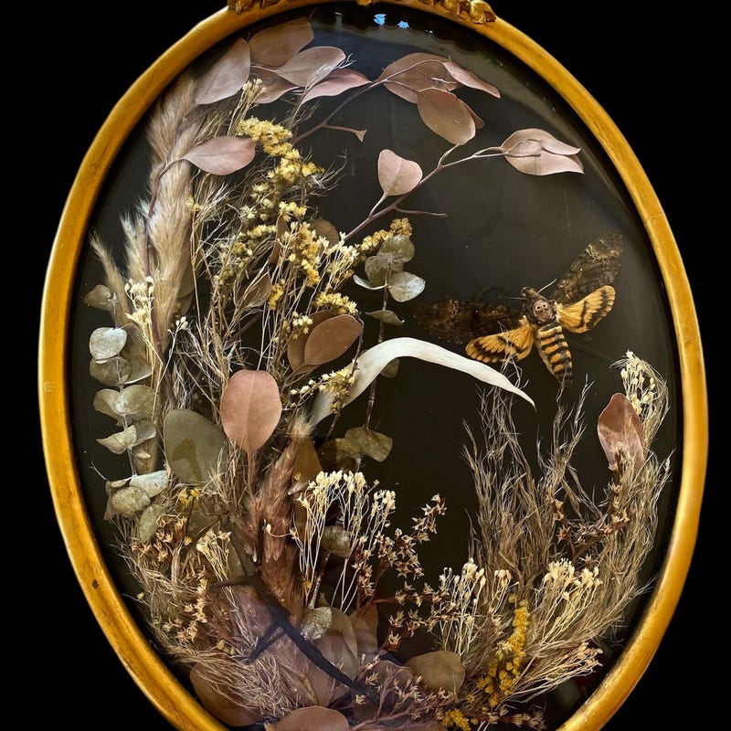 Moth in Frame - Etsy