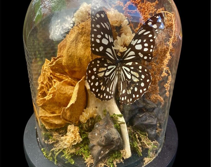 Real Butterfly Dome Diorama Terrarium Cloche Miniworld - Etsy