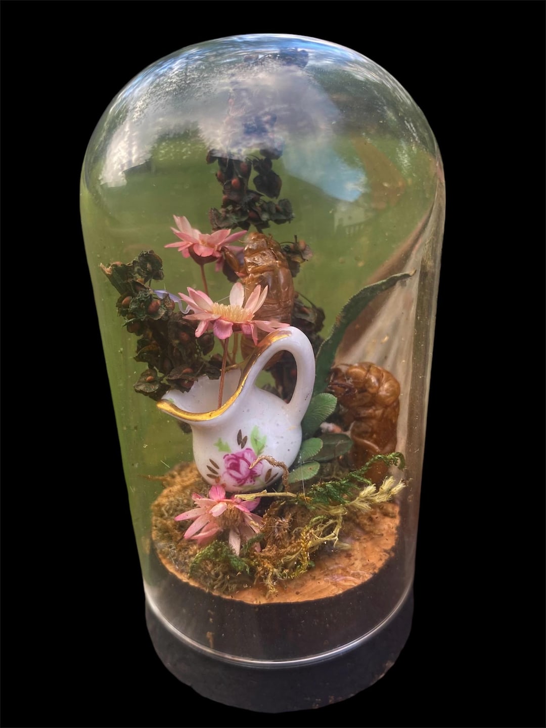 Little Oddity Dome With Cicadas - Etsy