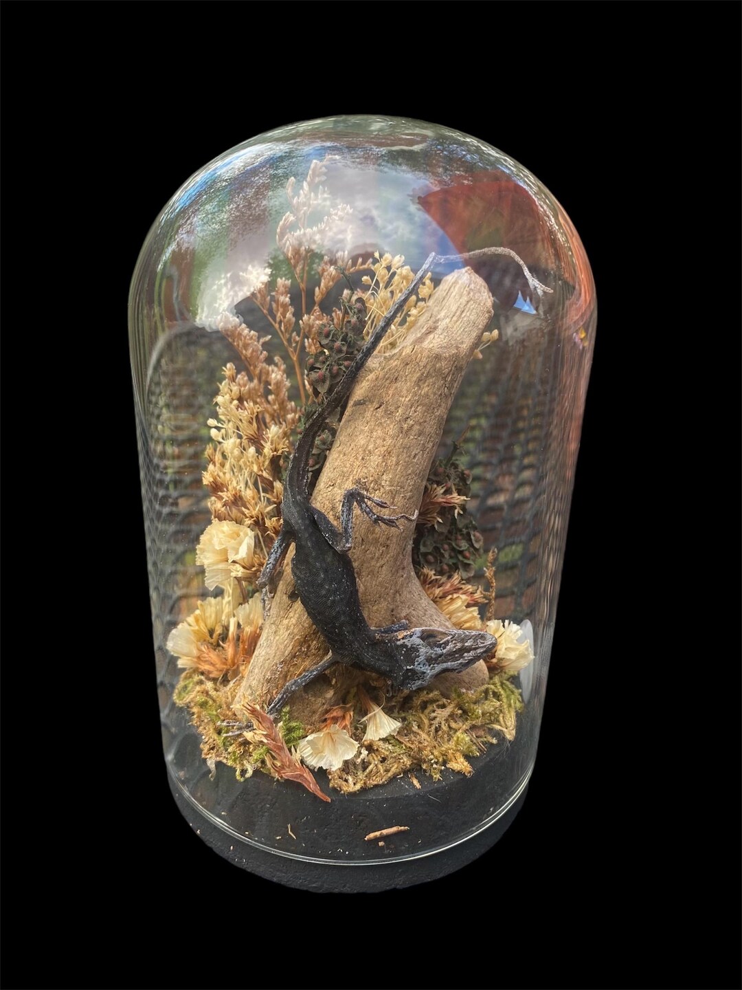 Mummified Lizard in Small Glass Dome - Etsy