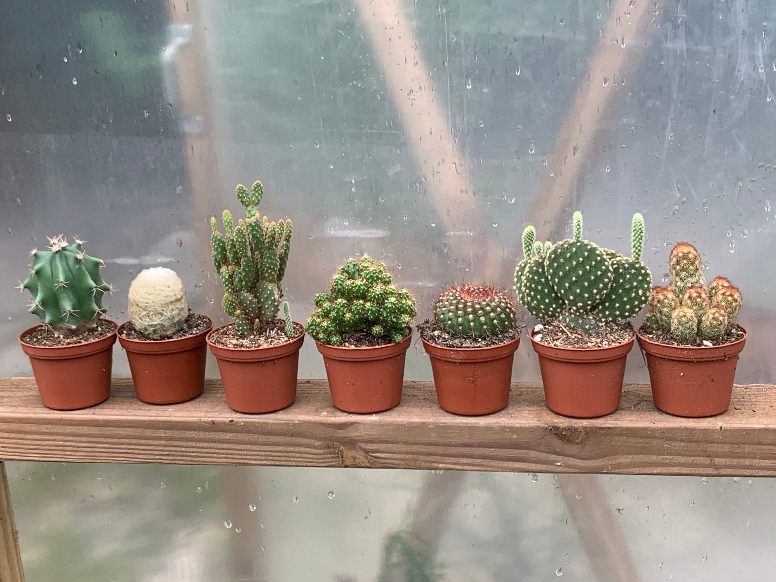 4-pack 3 surtido de cactus grandes | Etsy