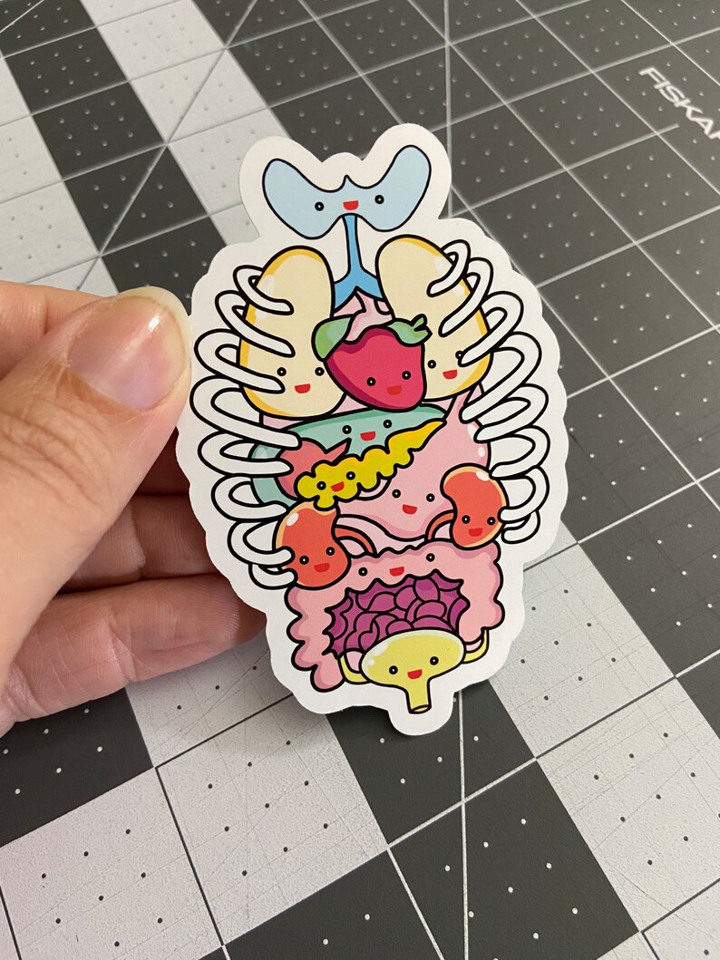 Organ Cuties Glossy Sticker, Anatomy, Rad Tech, Ultrasound Tech, 3D ...
