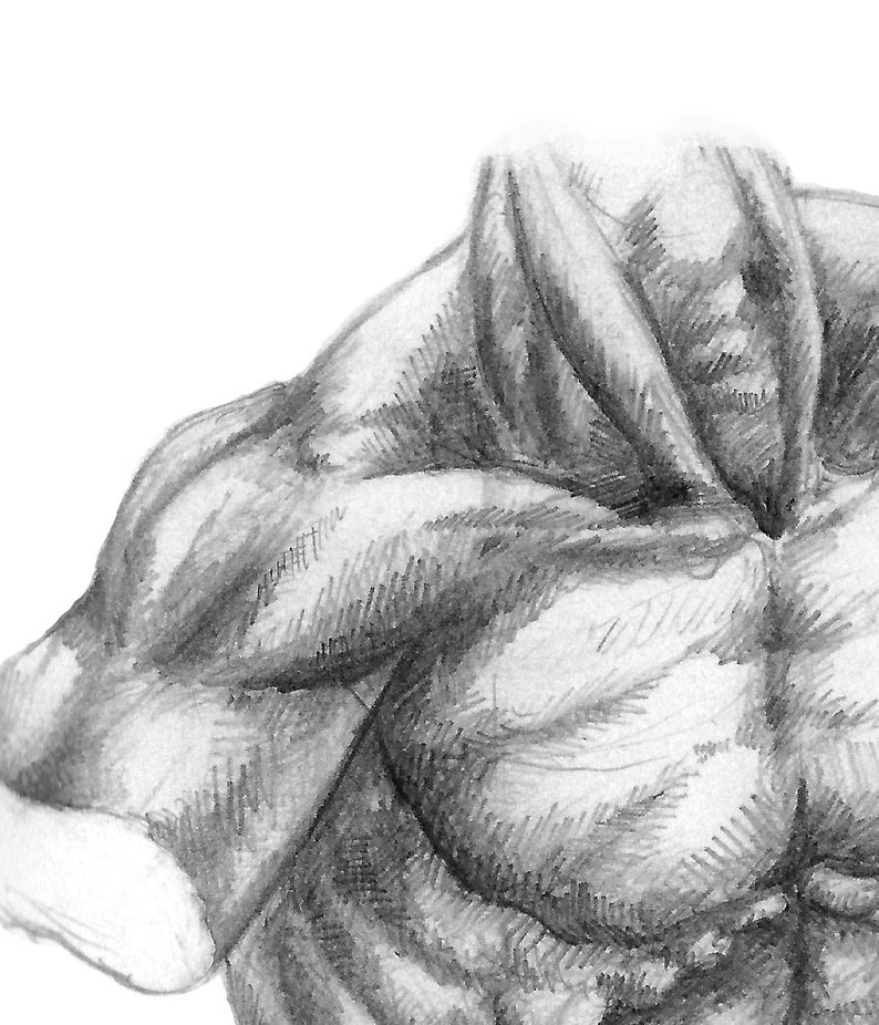 Figure Drawing Anatomy Muscular Drawing Muscle Drawings Pecs Drawing ...