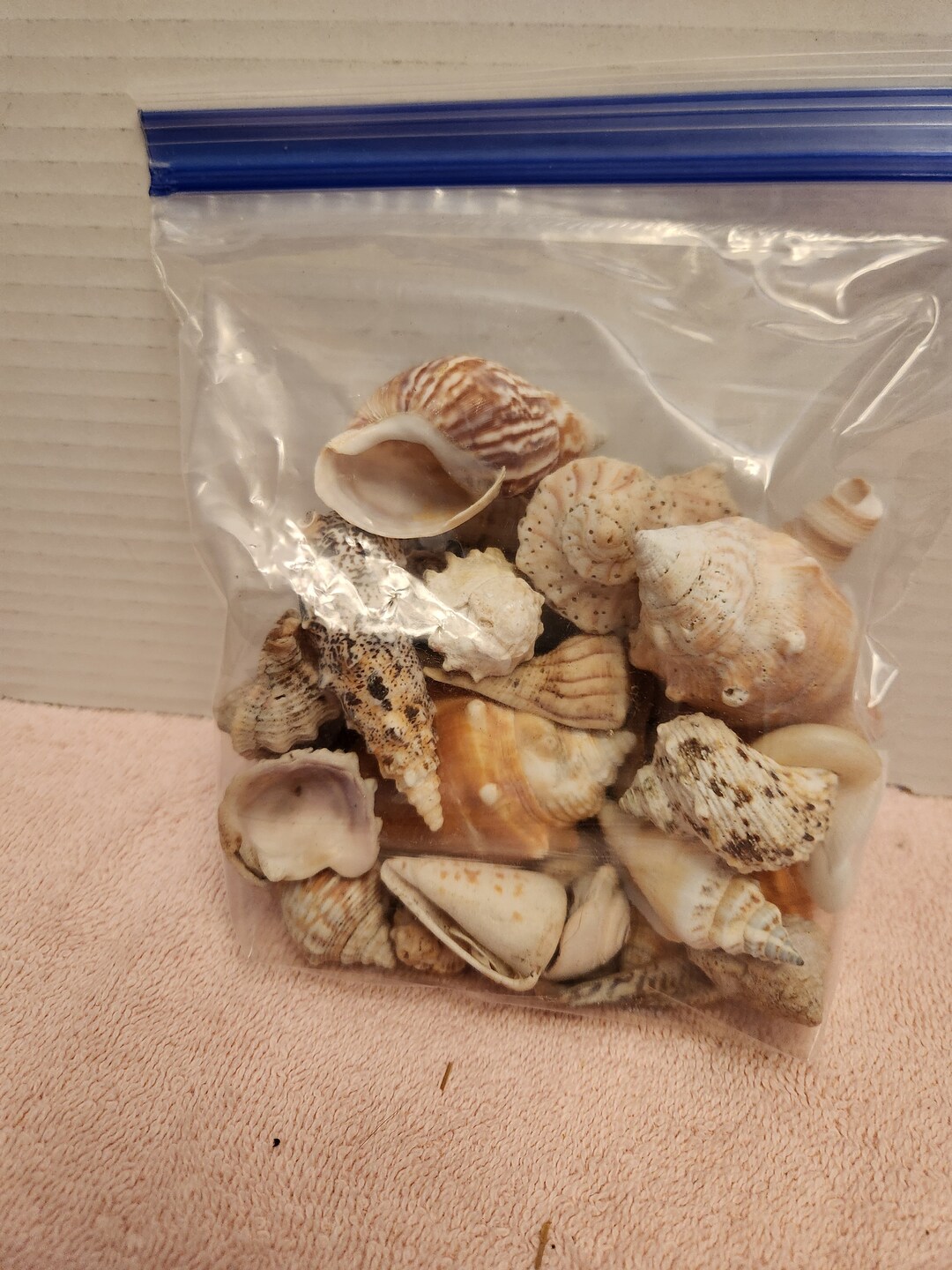 Shells Mixed Lot of Mini Conch, Grey Coral and Oblong Spiral Shells - Etsy