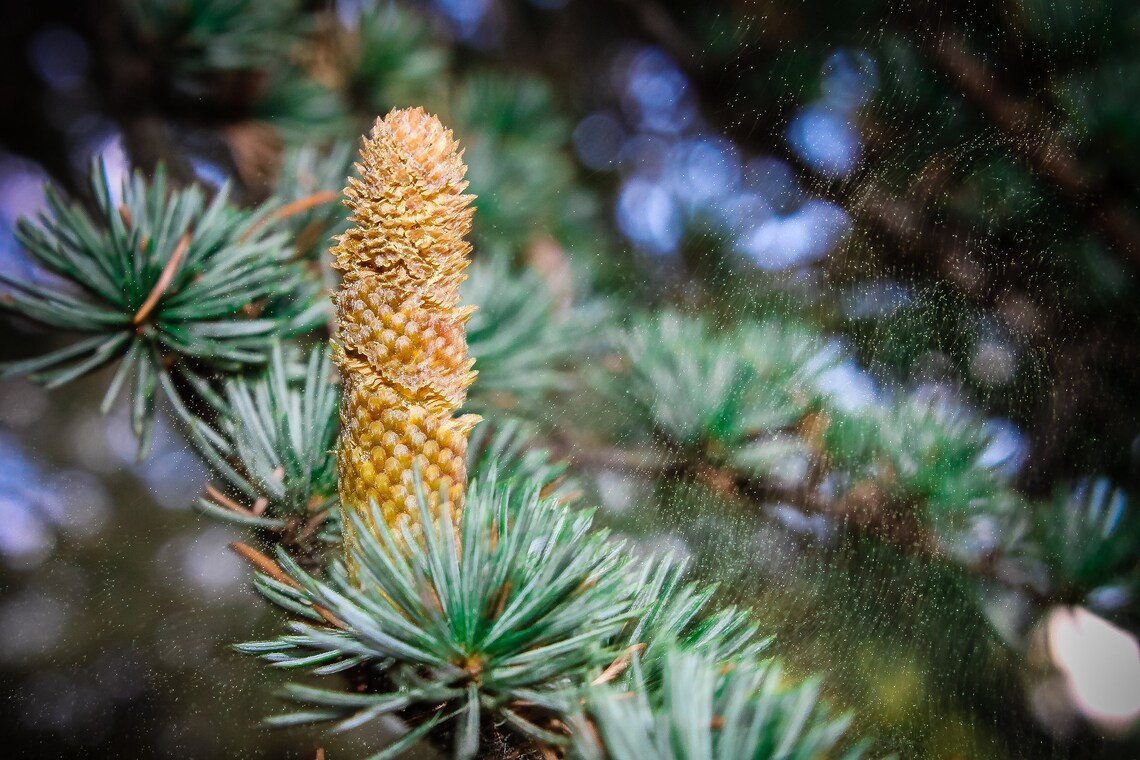 Sfondo a pigna, Albero con cono, Sfondo natura, Albero di Natale ...