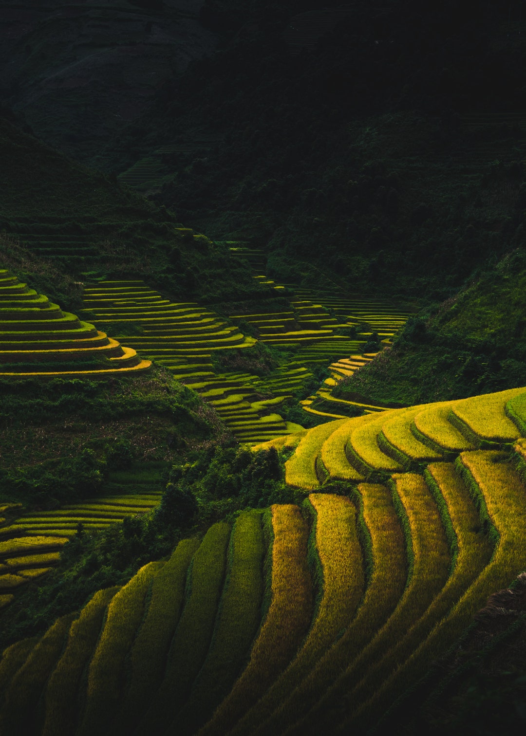 Vietnam Canvas Wall Art Rice Terrace Vietnam Serene Rice Paddies Fields ...