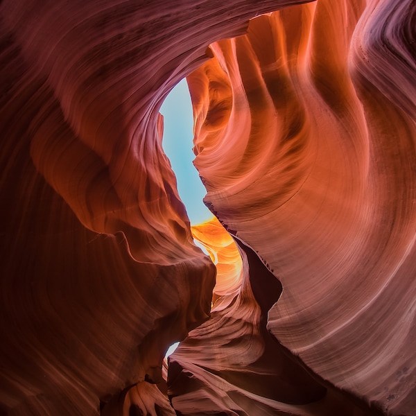 Antelope Print - Etsy