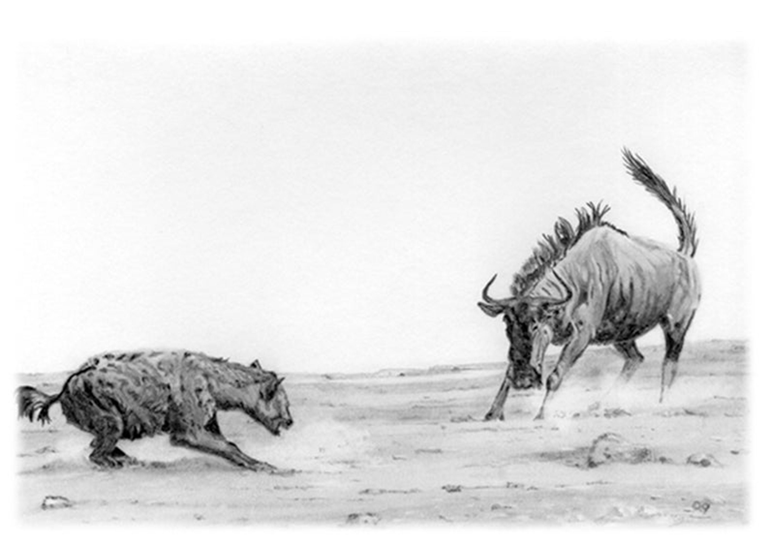 Hand-drawn Pencil Wildlife Prints - GIFT PACKAGE (4 for the Price of 2 ...