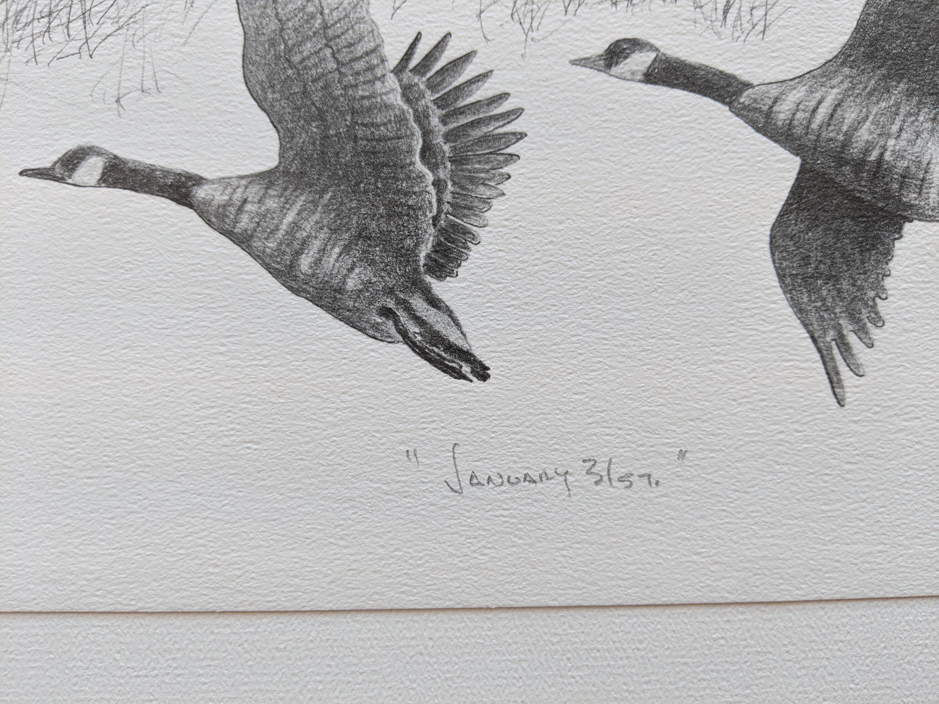 Limited Edition Print of a Pair of Geese Flying in Front of - Etsy