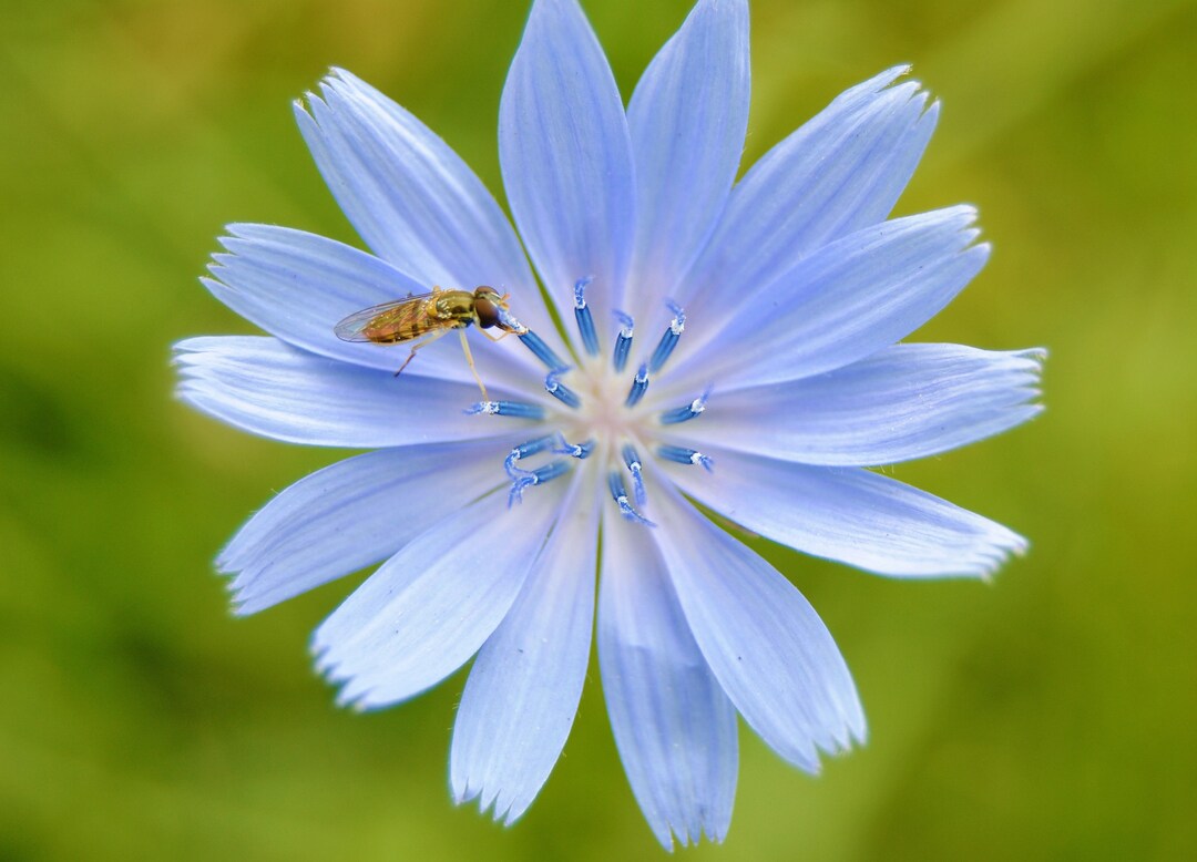 Bee on Blue Flower Blue Wildflower Canvas Photo Photograph Wall Art ...