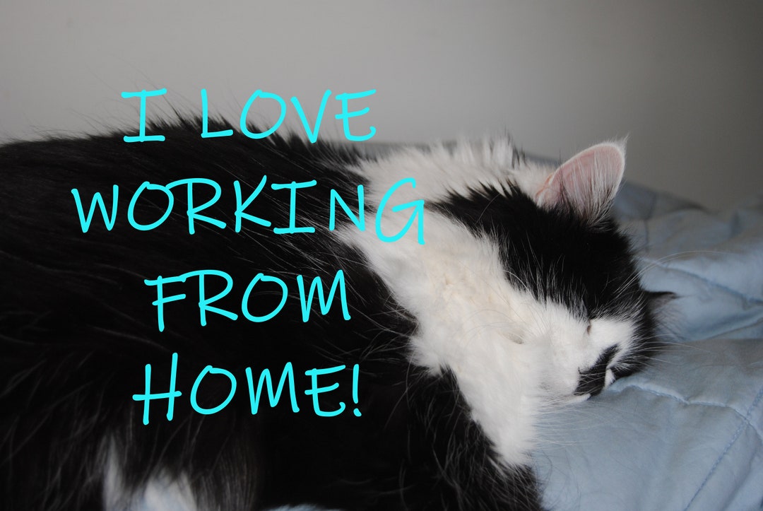 I Love Working From Home Cat kitten Photo Digital Download digital ...