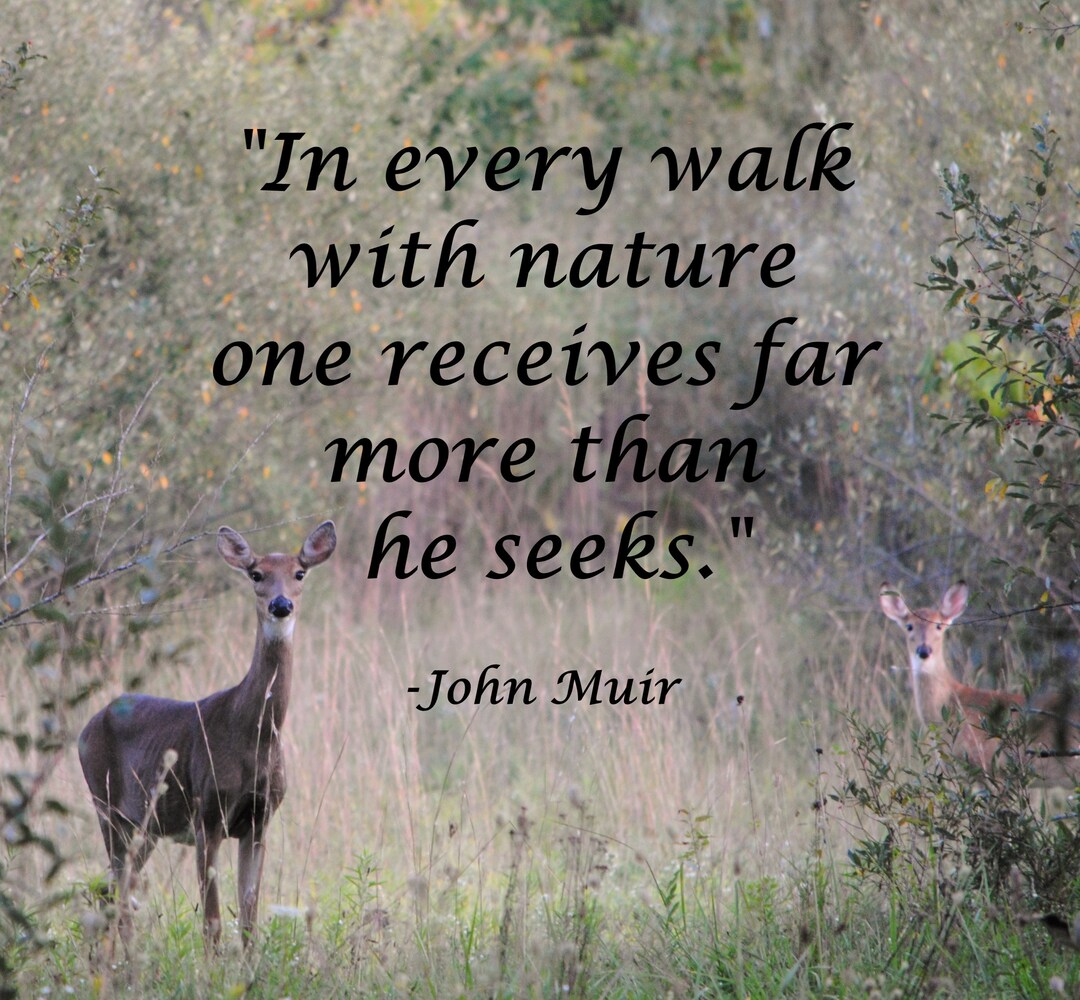 In Every Walk in Nature - John Muir Quote - Digital Download ...