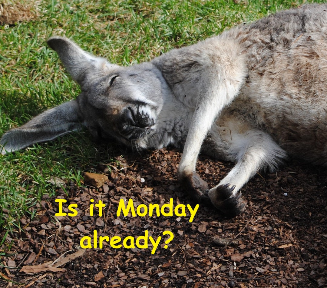 Is It Monday Already Kangaroo Digital Download Digital - Etsy