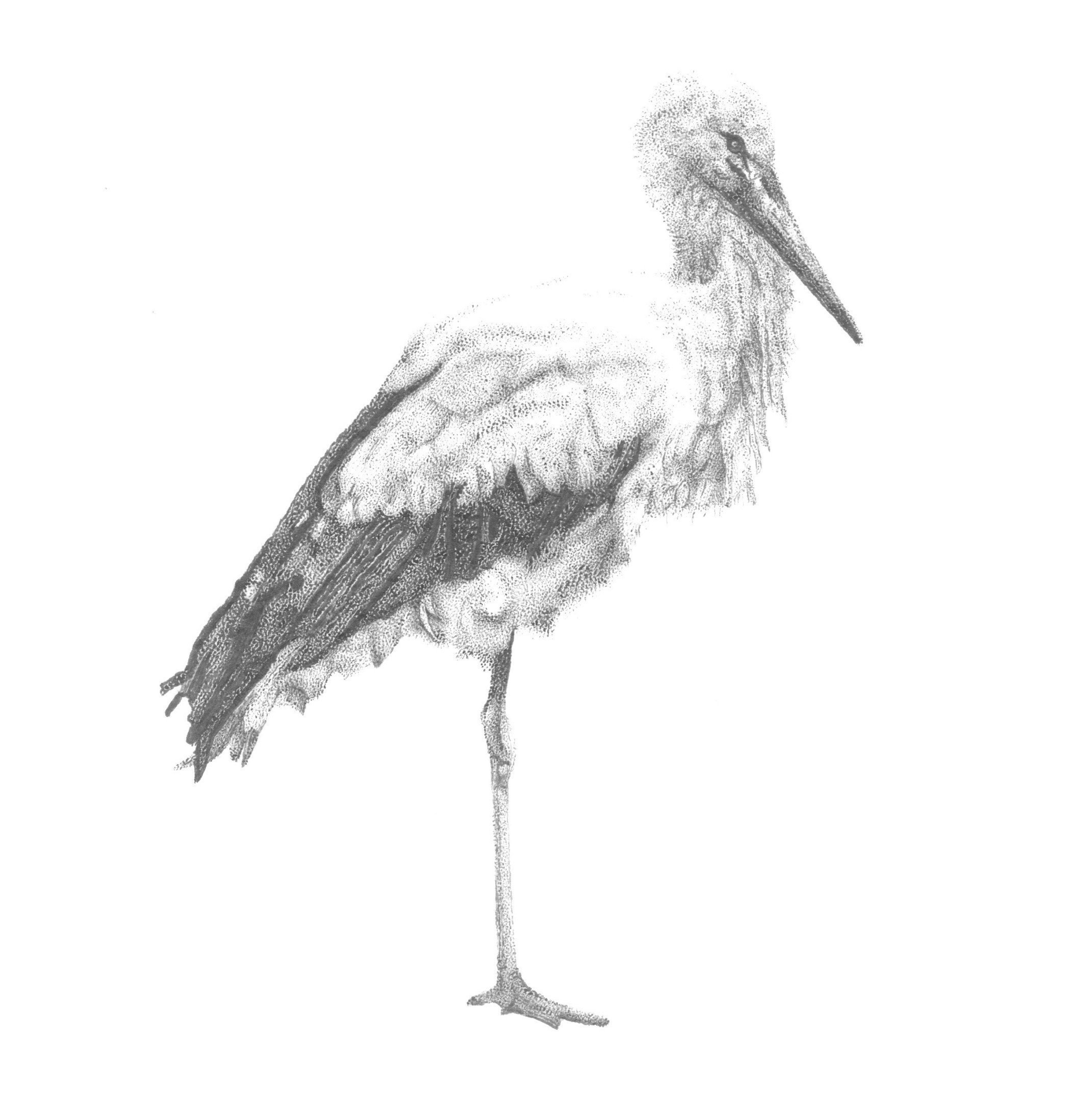 STORK PRINTED CARD fine art print stork drawing bird | Etsy