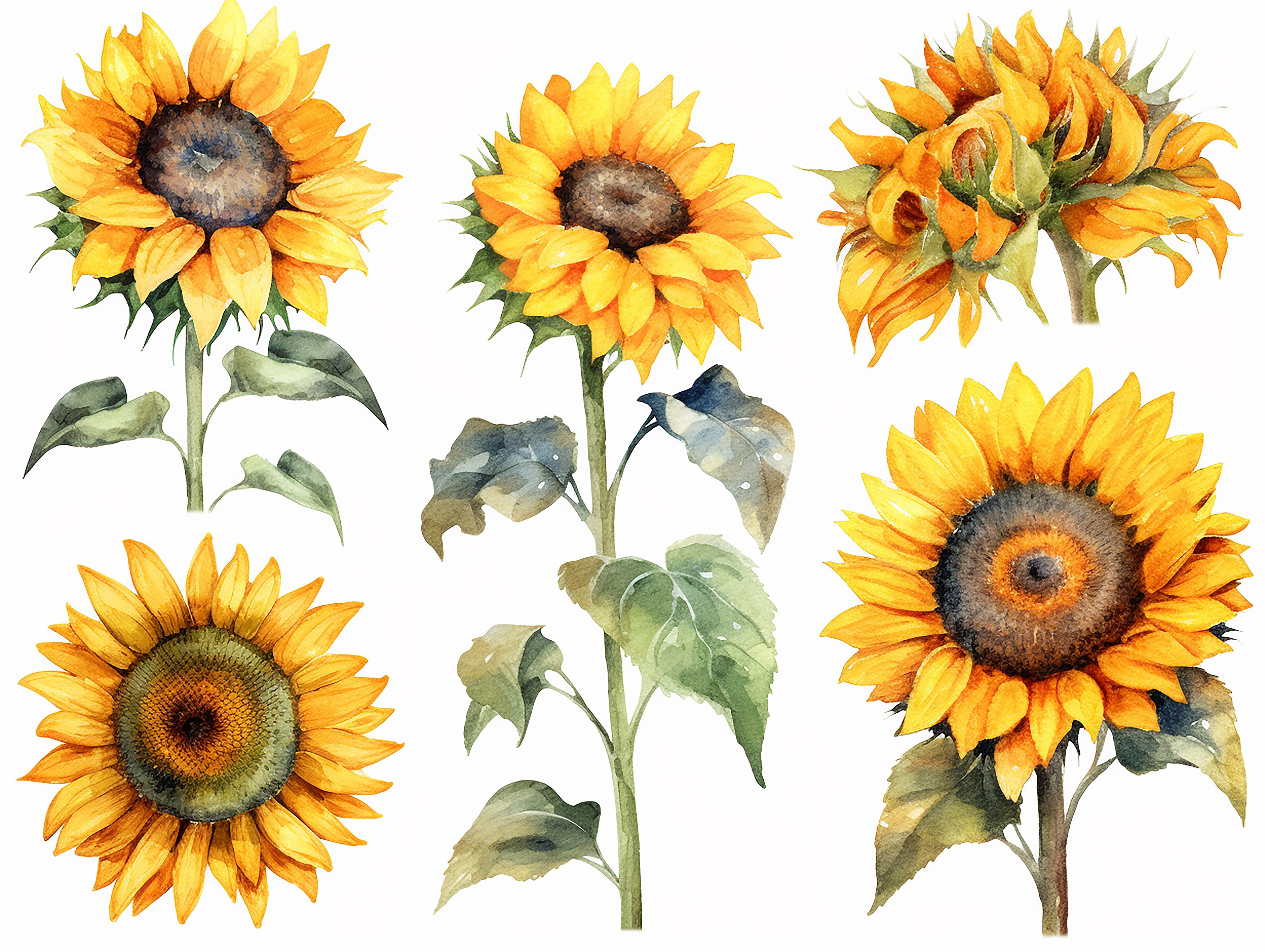 13 Watercolor Sunflower Clip Art Sunflower Overlay - Etsy