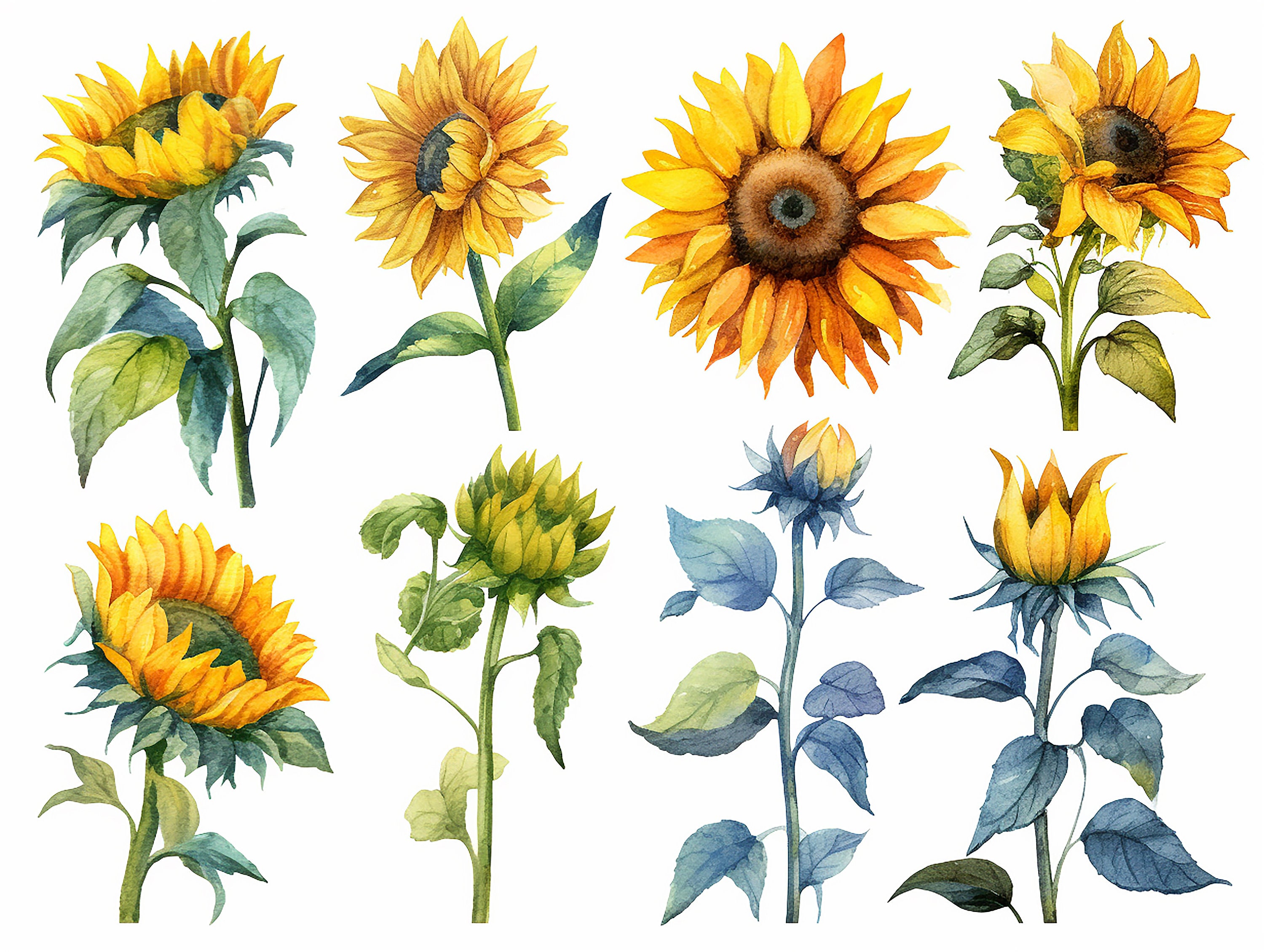 13 Watercolor Sunflower Clip Art Sunflower Overlay - Etsy