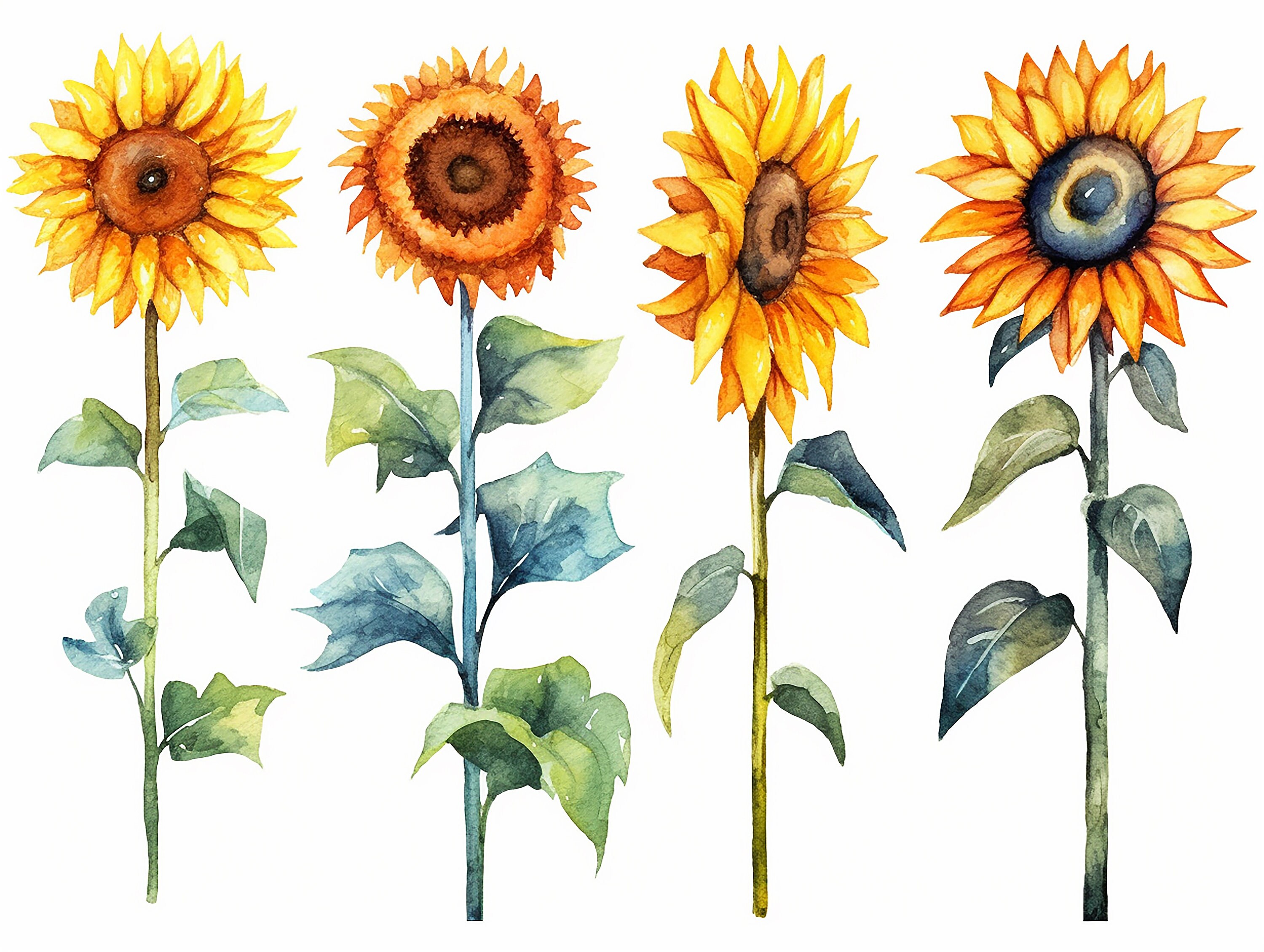 13 Watercolor Sunflower Clip Art Sunflower Overlay - Etsy