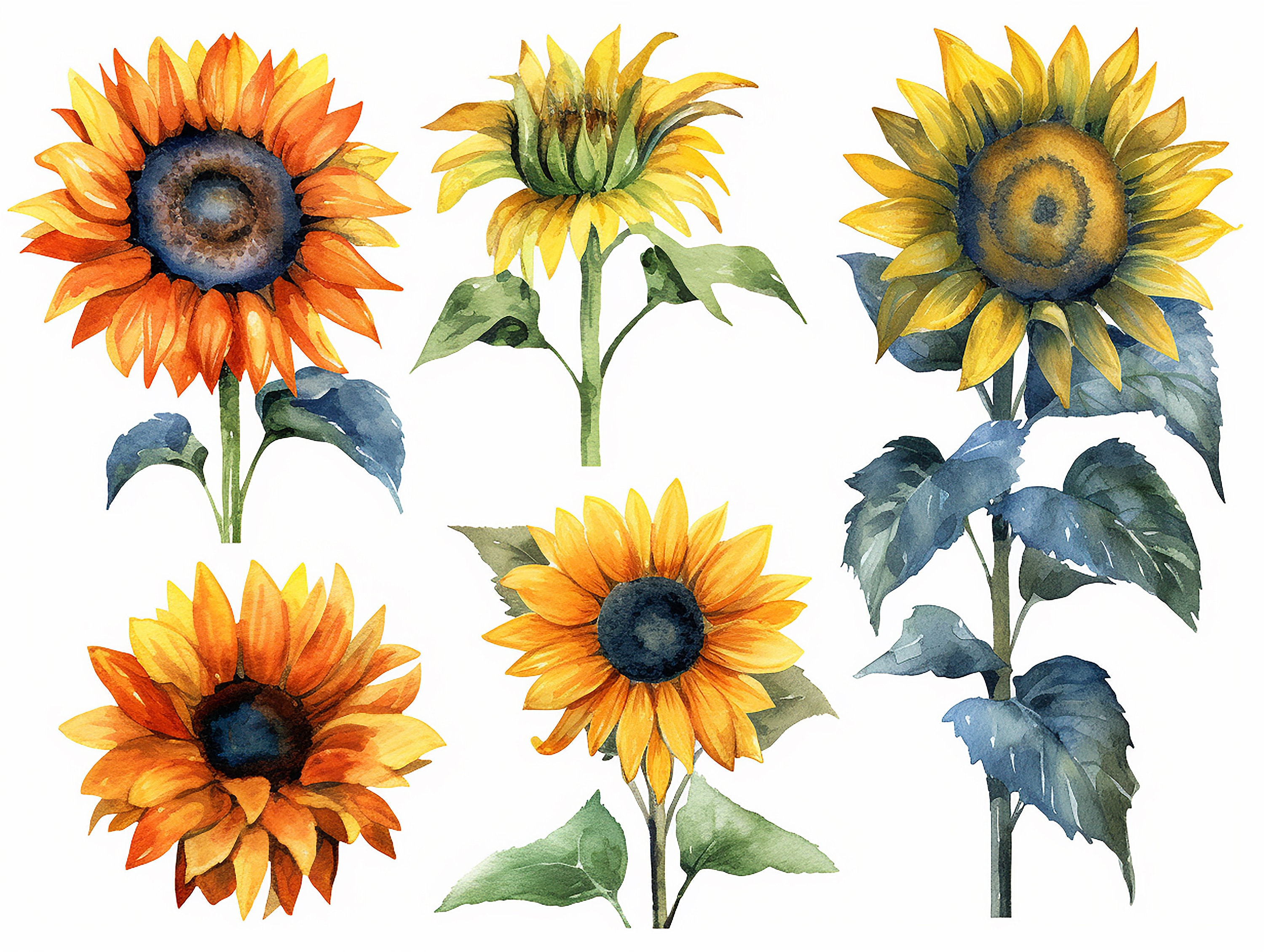 13 Watercolor Sunflower Clip Art Sunflower Overlay - Etsy