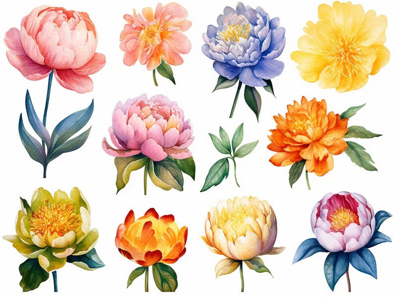 Set of 20 Watercolor Peonies Clip Art Peonies Garland Clip - Etsy