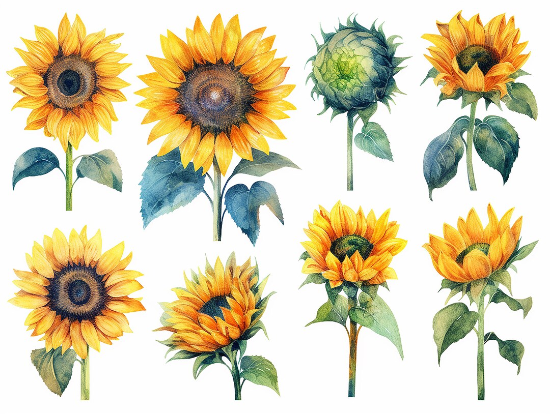 13 Watercolor Sunflower Clip Art Sunflower Overlay - Etsy