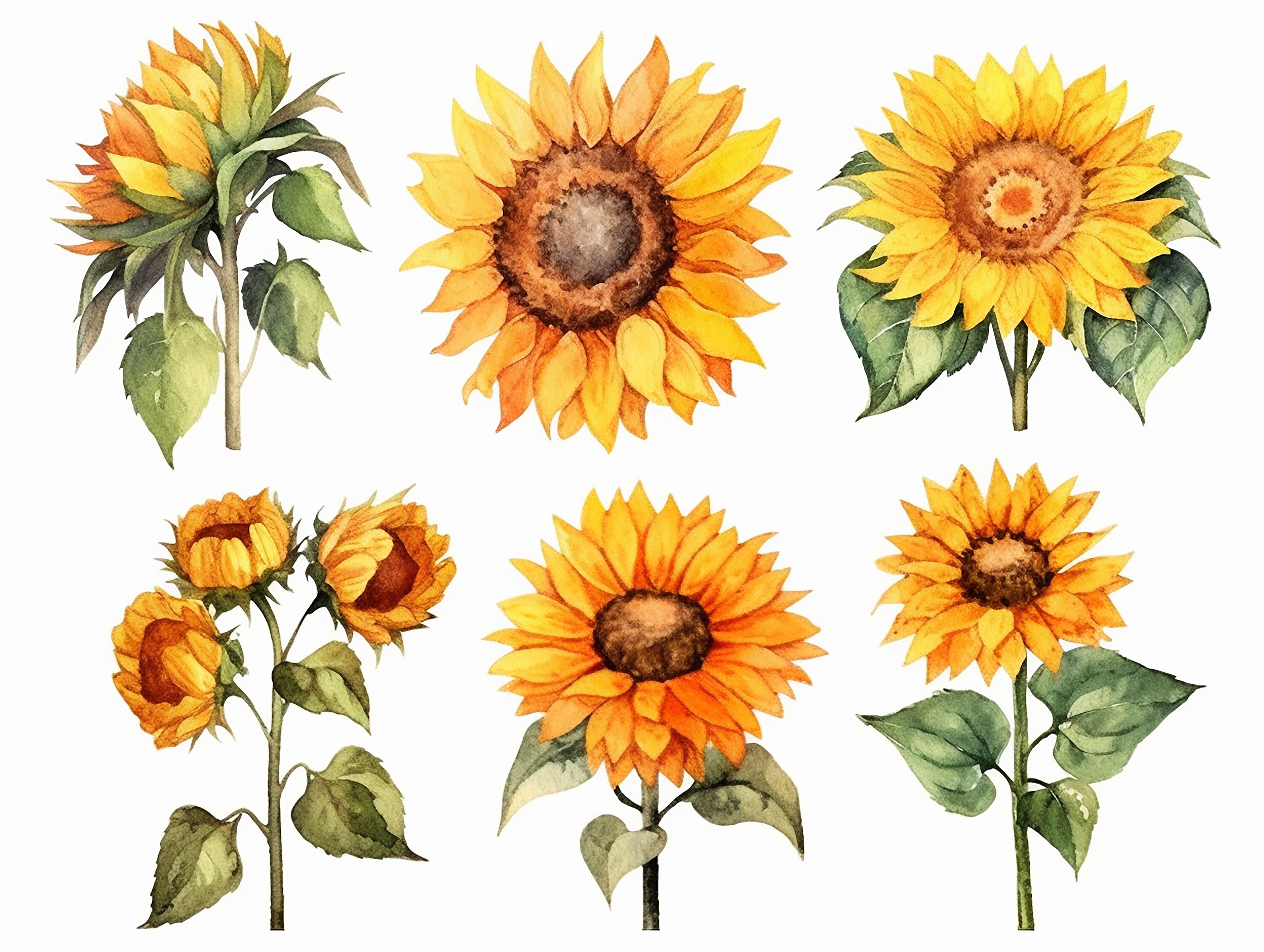 13 Watercolor Sunflower Clip Art Sunflower Overlay - Etsy