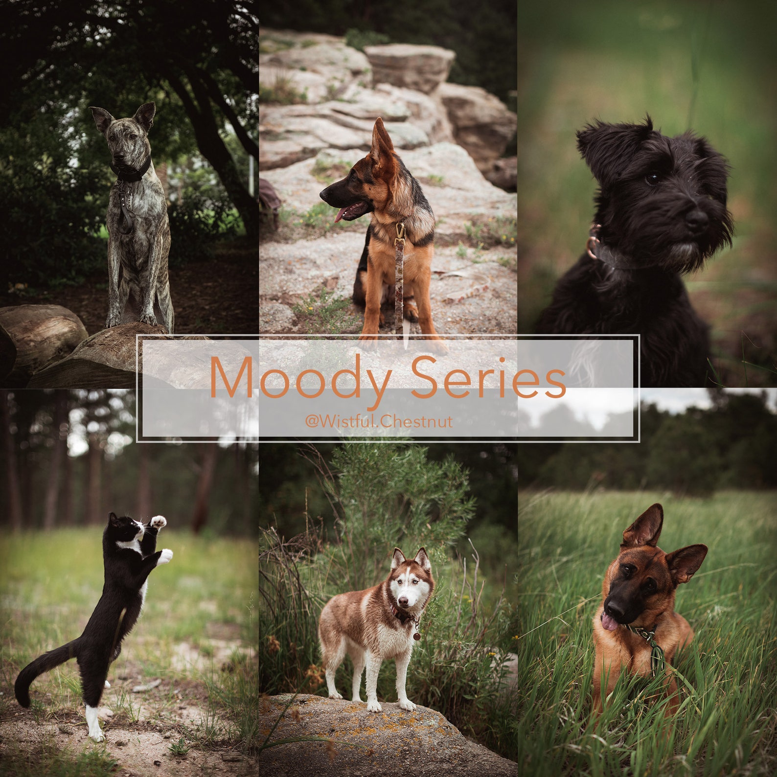 Moody Series - Lightroom Presets for Pets - Dogs - Instagram Theme - Etsy