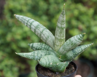 Sansevieria Boncel | Etsy