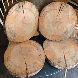 12.75 Set of 4 Spalted White Pine Tree Slice Wood Cookies Rounds End ...