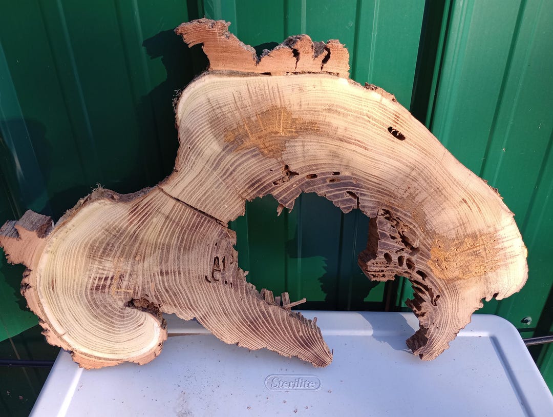 Two Piece Black Locust Tree Slices Wood Cookie Rounds Irregular Shaped ...