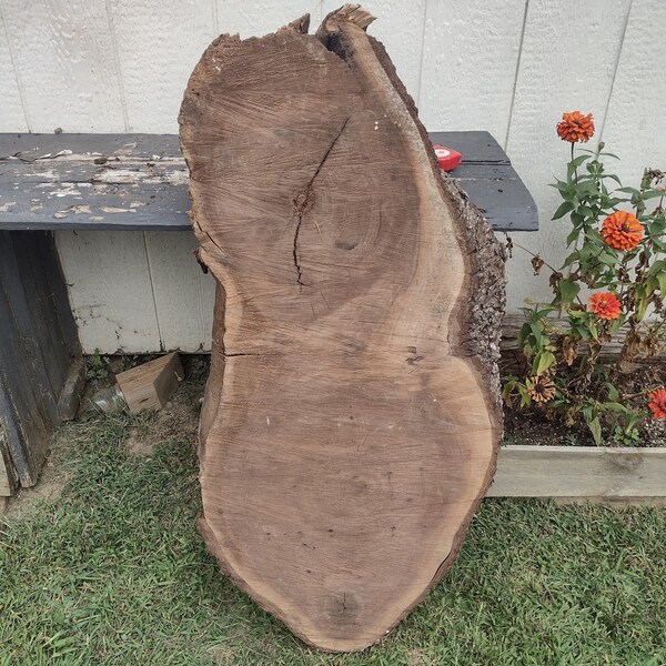 Tree Slab - Etsy