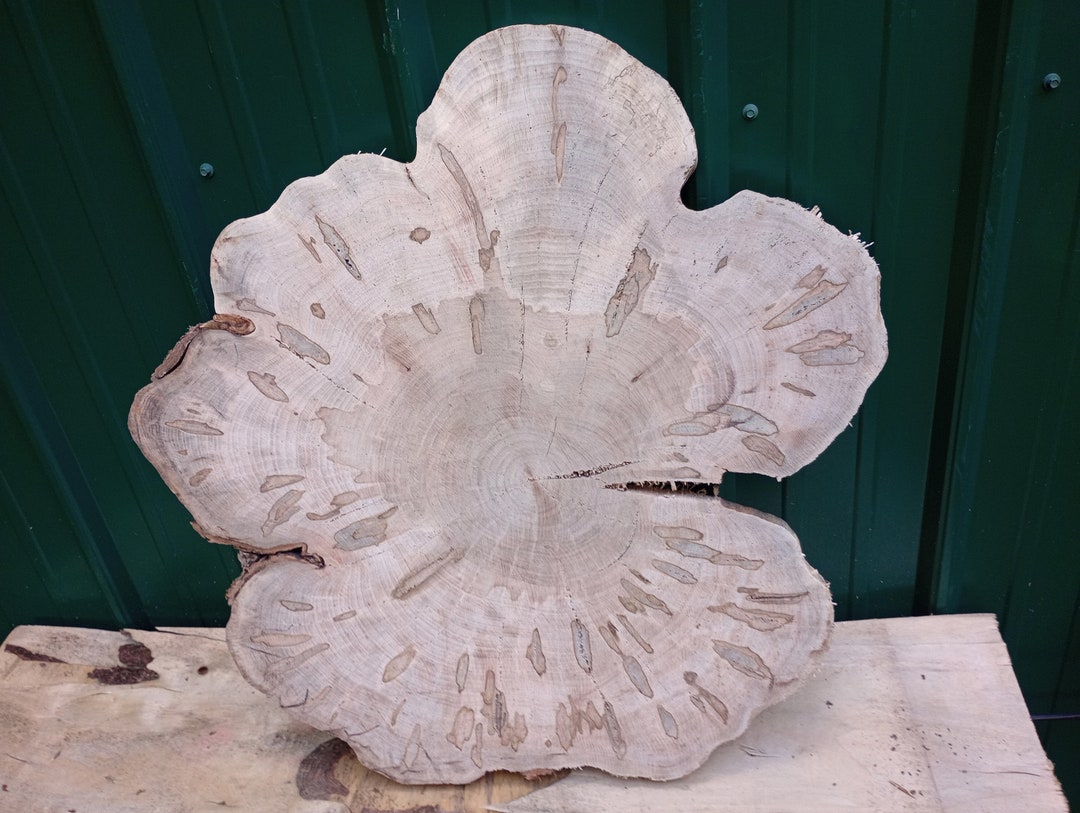 126 Flattened Ambrosia Big Leaf Maple Tree Slice Wood Cookie Rounds End ...