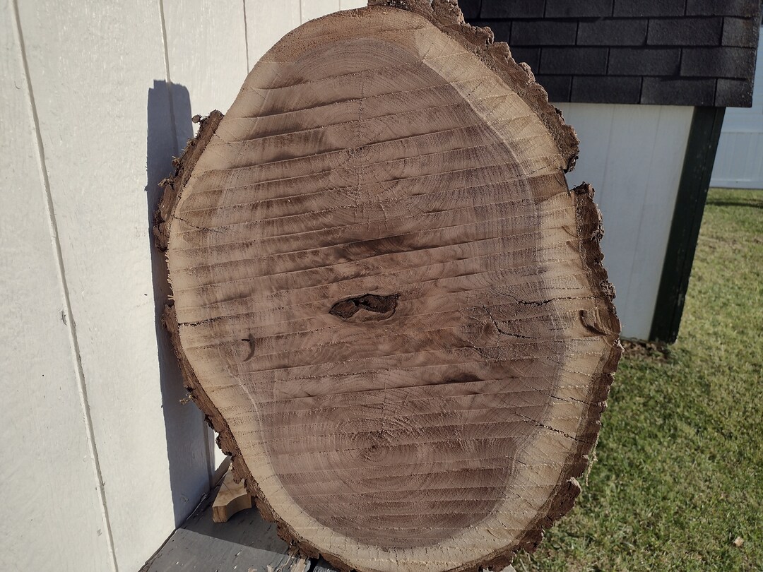 262.78 Flattened Black Walnut Tree Slice Wood - Etsy