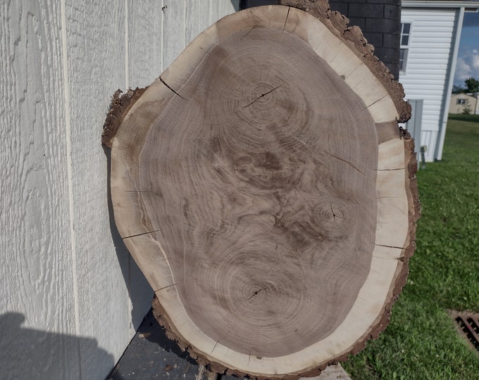 25.5 Black Walnut Tree Slice Epoxy Table Wood Raw Unfinished Crosscut ...