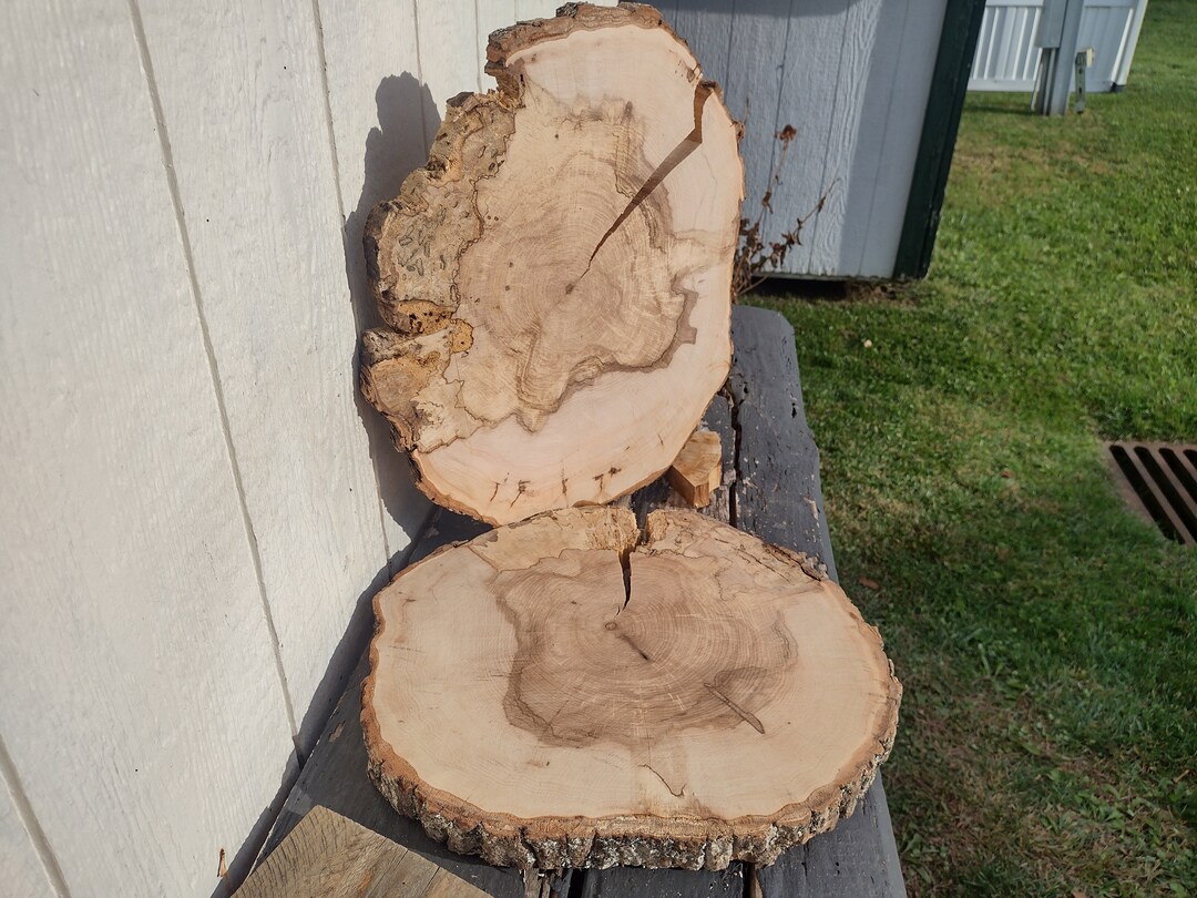 Flattened Spalted Rock Maple Tree Slice Wood Cookie Rounds End - Etsy