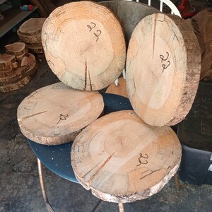 12.75 Set of 4 Spalted White Pine Tree Slice Wood Cookies Rounds End ...