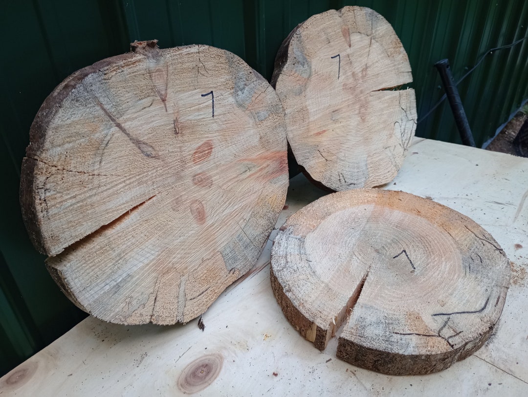 Set of 3 Spalted White Pine Tree Slices Unfinished Wood Cookies Raw End ...