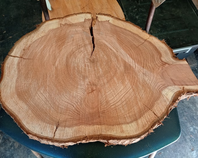 20" Bald Cypress Tree Slice Wood Cookie Rounds End Grain Tree Slice Raw ...